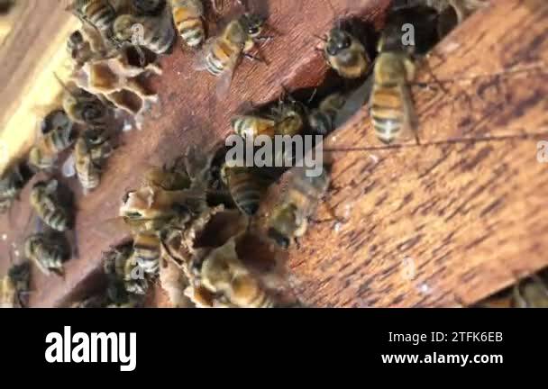 The bee house Stock Videos & Footage - HD and 4K Video Clips - Alamy