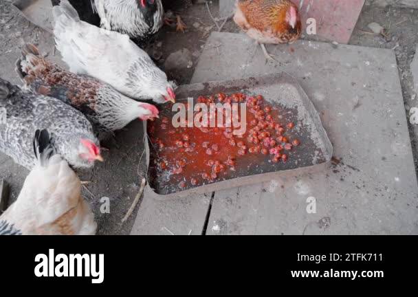 Chickens eat food waste after people. Omnivorous domestic chickens ...