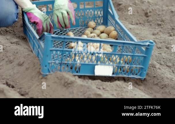 Caucasian female farmer or gardener with potatoes. Early spring ...