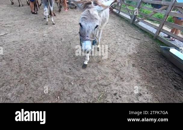 Domestic donkey, ass. Many donkeys in paddock at donkey farm. Donkey ...