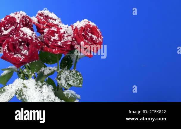 Snow and roses Stock Videos & Footage - HD and 4K Video Clips - Alamy