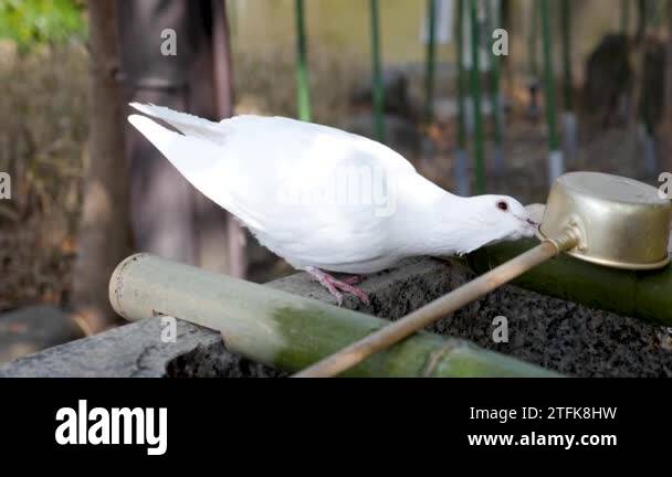 Holy spirit dove asia Stock Videos & Footage - HD and 4K Video Clips ...