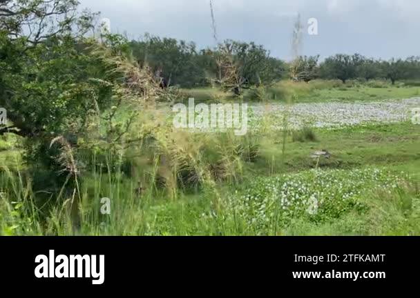 Kas ful Stock Videos & Footage - HD and 4K Video Clips - Alamy