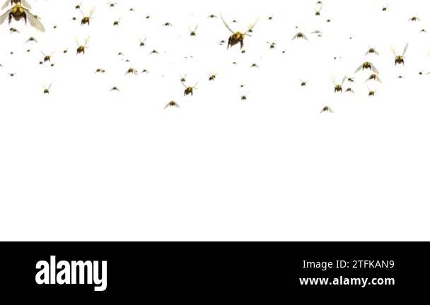 Swarm of Bees Fly Green Screen 3D Loop Background animation Stock Video ...