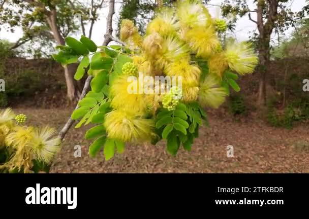 Albizia lebbeck or shirisha tree flowers.Flowers of Albizia julibrissin ...