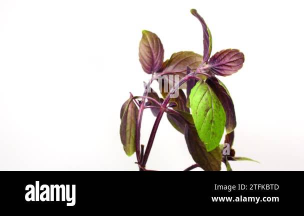 African blue basil, spice and medicinal herb with leaves on a turn ...