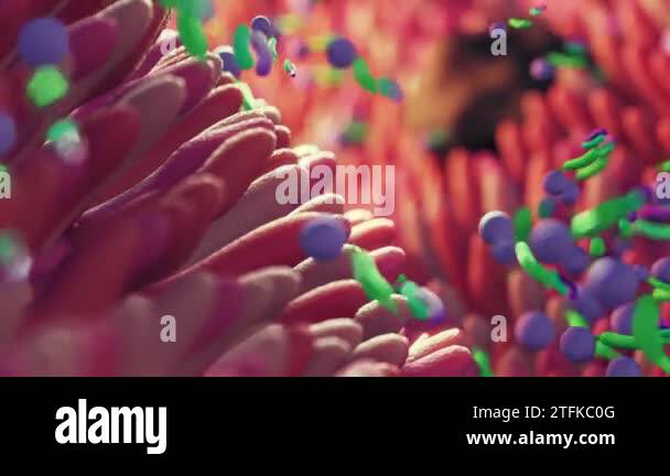 Microbiome intestine factories and microbiota. Gut health 3d render ...