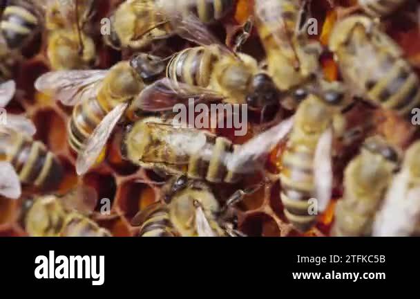 Bee pollen stored in the combs. Inside the Beehive - A honeycomb, wax ...