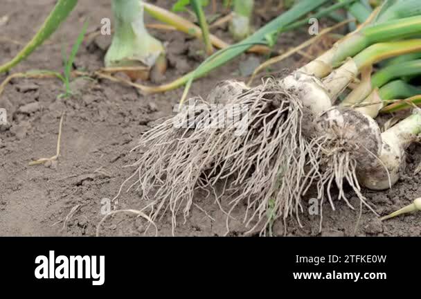 Young garlic with roots lying on garden soil. Collection of Lyubasha ...