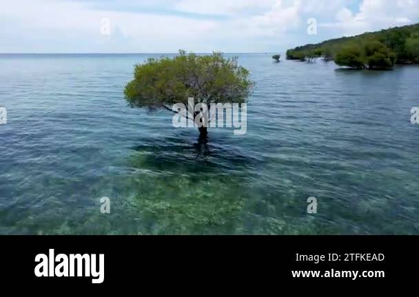 Lone mangrove tree Stock Videos & Footage - HD and 4K Video Clips - Alamy
