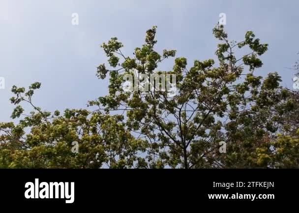 Albizia lebbeck or shirisha tree flowers.Flowers of Albizia julibrissin ...
