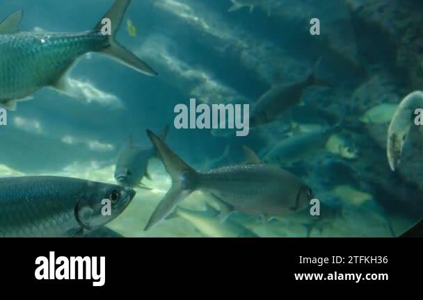 Turtle swimming among a school of fish inside a giant tank in an ...