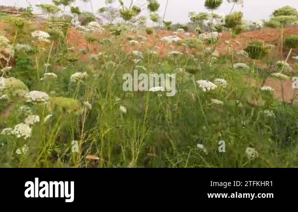 Umbrella like flowers Stock Videos & Footage - HD and 4K Video Clips ...