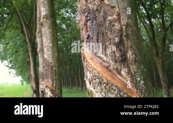 Hevea brasiliensis rubber bark Stock Videos & Footage - HD and 4K Video ...