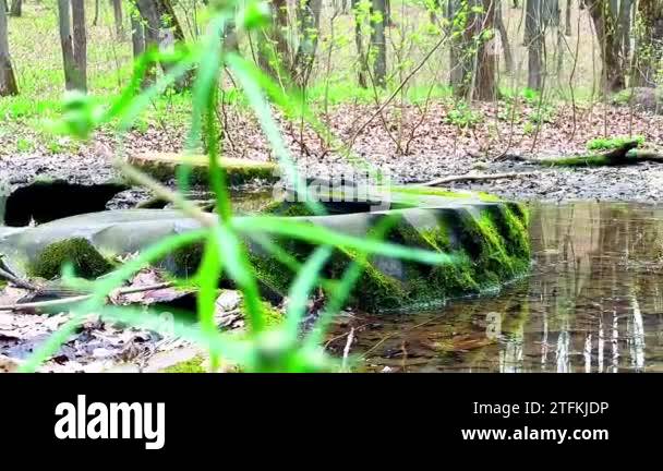 A car tire overgrown with moss lies in a forest pond. Pollution of nature, ecology. The ...