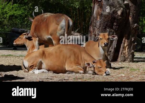 Banteng, Bos javanicus or Red Bull. It is a type of wild cattle But ...