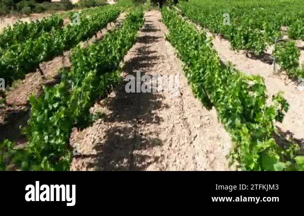 Live camera moves forward along rows of green cultivated wine grapes ...