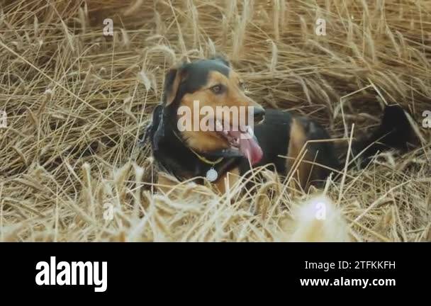the dog lies in a field of spikelets muzzle breathing with sticking out ...