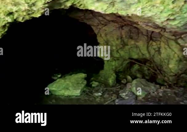 Tropical natural jungle forest plants palm trees and rocks stones ...