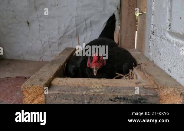 Cultivation of native chickens, which is still done traditionally, is ...