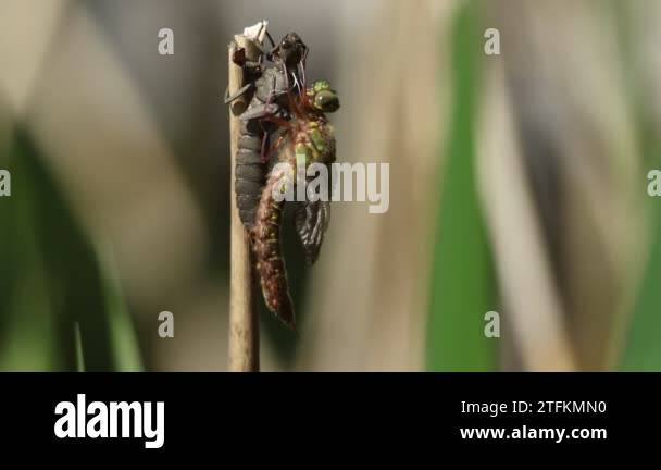 A Hairy Dragonfly, Brachytron pratense, holding onto its exuvia, the ...