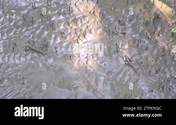 Crawling fish Stock Videos & Footage - HD and 4K Video Clips - Alamy