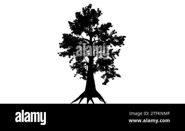 Sassafras Lauraceae Family Silhouette of Animated Tree is Swaying at ...