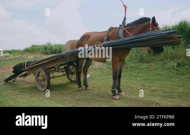 Stationary cart Stock Videos & Footage - HD and 4K Video Clips - Alamy