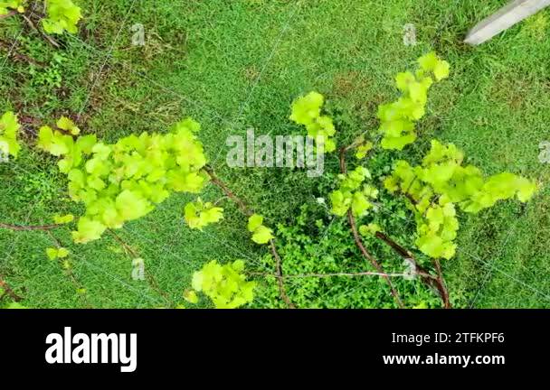 Luxury crops Stock Videos & Footage - HD and 4K Video Clips - Alamy