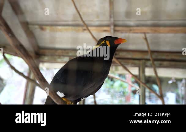 Gracula religiosa myna bird talking in a cage, Thailand. The common ...
