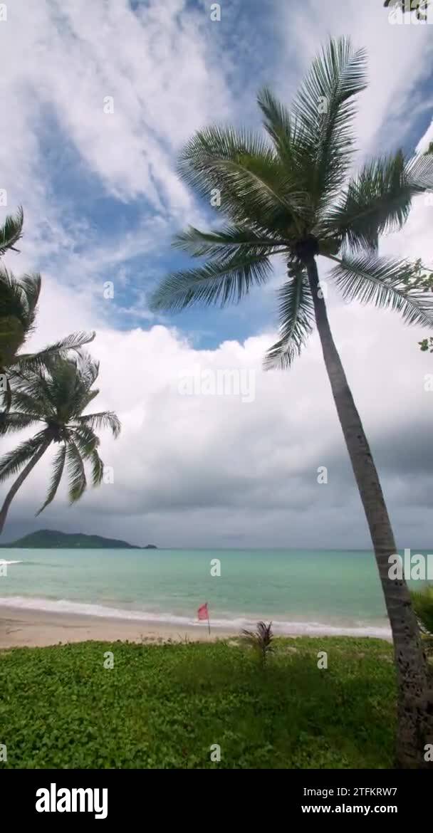 Vertical footage. 4K Holiday vacation summer concept. Coconut palm tree ...