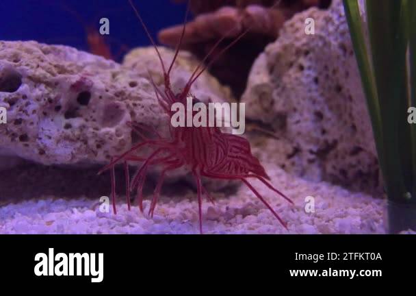 Dancing shrimp Stock Videos & Footage - HD and 4K Video Clips - Alamy