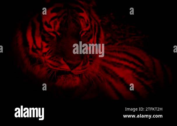 Red tigers Stock Videos & Footage - HD and 4K Video Clips - Alamy