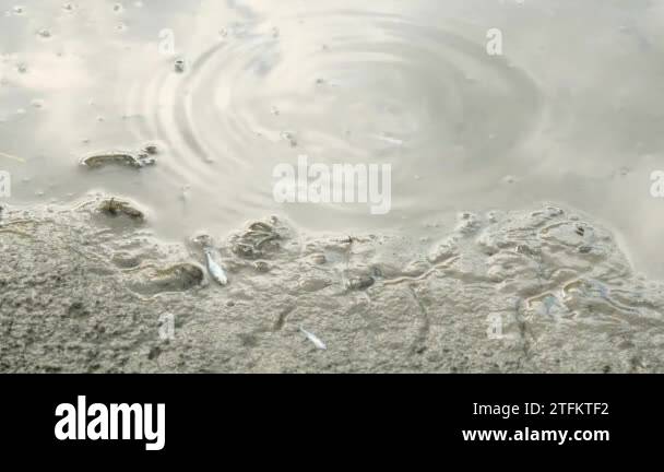 The death of fish in a becoming dry pond. Impact of global warming on ...