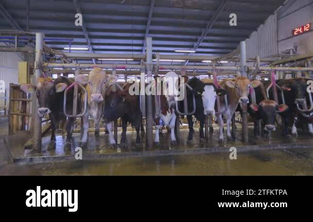 The process of milking cows on a dairy farm. Automatic milking of cows ...