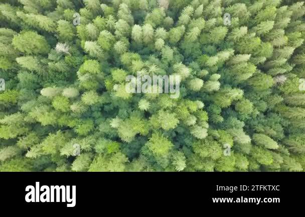 Amazing shots of the forest in the Carpathians from a drone. Wide-angle ...
