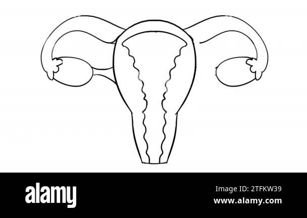 Uterus drawing Stock Videos & Footage - HD and 4K Video Clips - Alamy