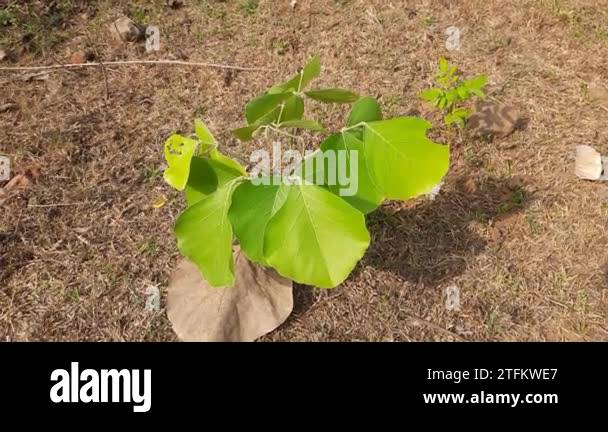 Butea monosperma plant. It is a species ofButeanative. It is used for ...