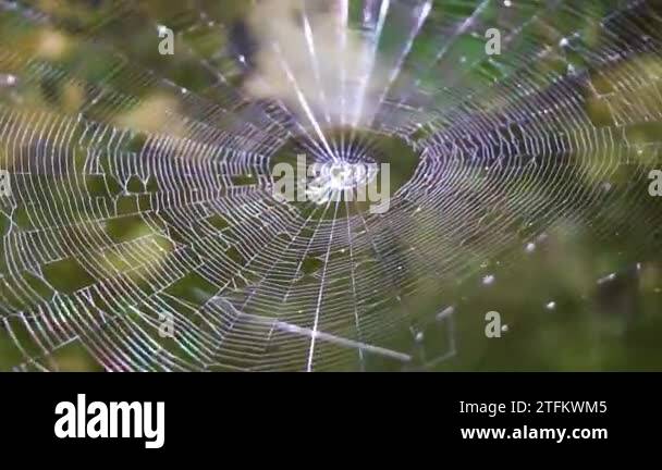 Beautiful spider web between rocks stones boulders and tropical plants ...