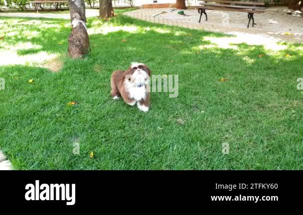 Paw shih tzu puppy Stock Videos & Footage - HD and 4K Video Clips - Alamy