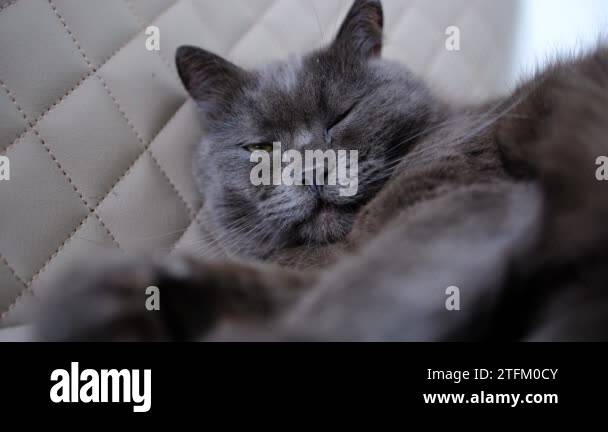 Beige cat hair Stock Videos & Footage - HD and 4K Video Clips - Alamy