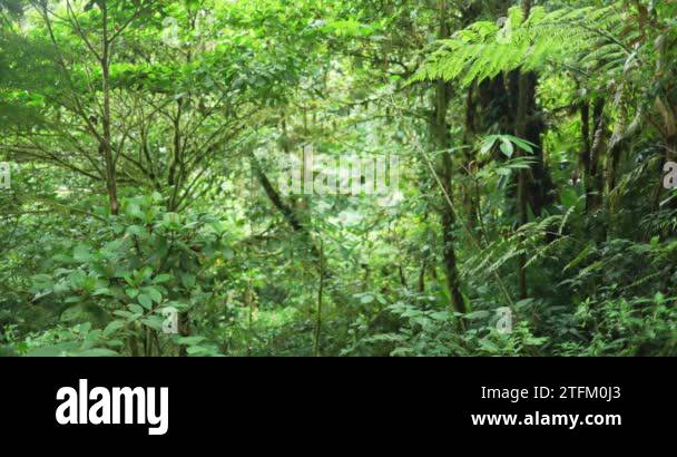 Tangled vegetation Stock Videos & Footage - HD and 4K Video Clips - Alamy