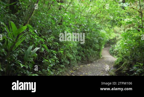 Monteverde costa rica walkway Stock Videos & Footage - HD and 4K Video ...