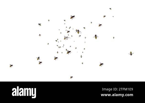 Swarm of Bees Wasps Fly Green Screen 3D Animations Insects Loop ...