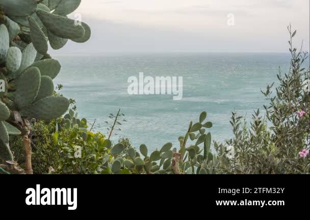 Cacti near Vernazza is one of the oldest and most beautiful towns in ...