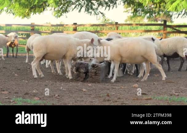 Sheep fighting for space in the feeder to eat silage. Sheep headbutting ...