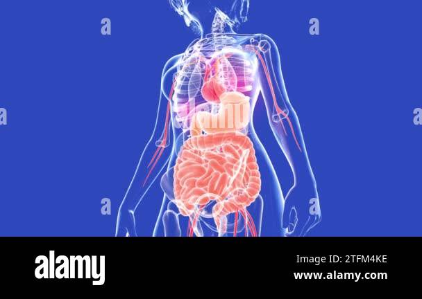 3d anatomical animation of the transparent interior of a female human ...