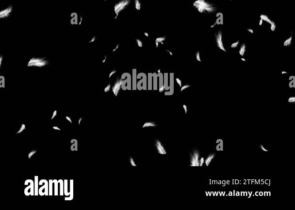 Beautiful white feathers Stock Videos & Footage - HD and 4K Video Clips ...