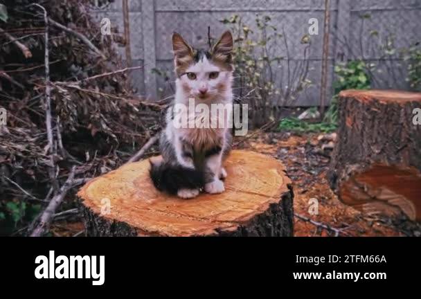 Homeless and dirty kitten sits with a sad muzzle. The problem of ...