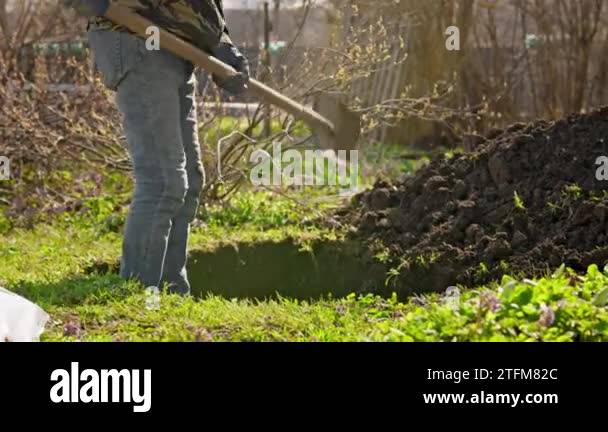 Man with shovel is digging hole in ground preparing soil for planting ...